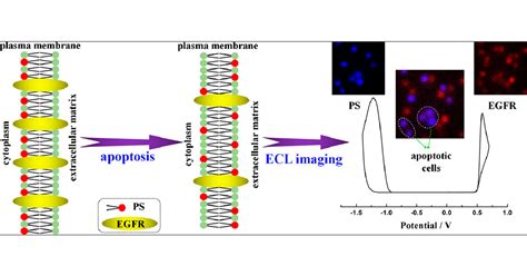Potential Resolved Electrochemiluminescence Nanoprobes For Visual