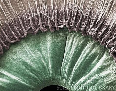 Unseen World Micropicx On X Microscopic Photography Micro