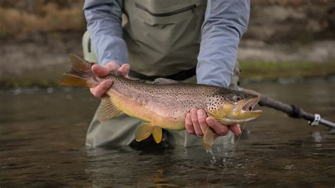 Patagonia Nymphing Troutbitten