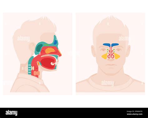 Nose Anatomy Cross Section Diagram Showing Soft Palate Paranasal