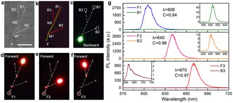 Asymmetric Light Propagation In Branched Nanowire Structure Sem Image