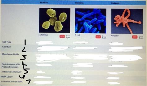 Micro Test 4 Flashcards Quizlet