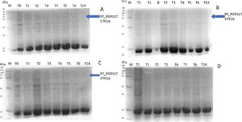 Iptg Induced Expression With Different Concentrations Of A 02mm