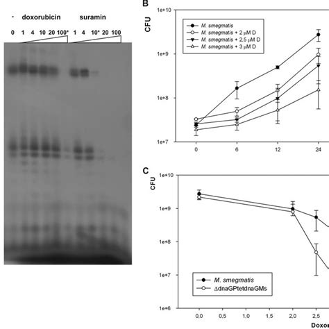 A Synthesis Of Radiolabeled Rna Primers By M Smegmatis Dnag And Its Download Scientific
