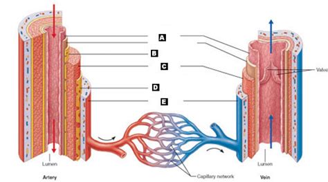 Bio 211 Chapter 20 Flashcards Quizlet