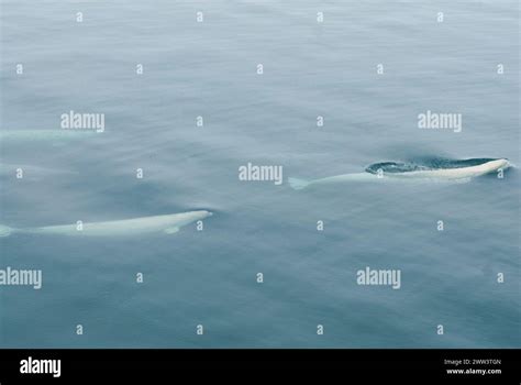 Beluga Whale Delphinapterus Leucas Adult In An Open Lead Amidst The