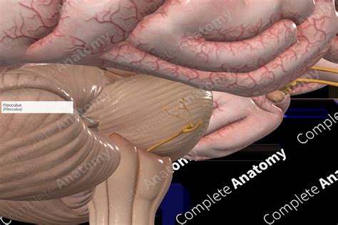 Flocculus Complete Anatomy