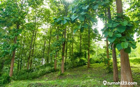 Manfaat Pohon Jati Homecare