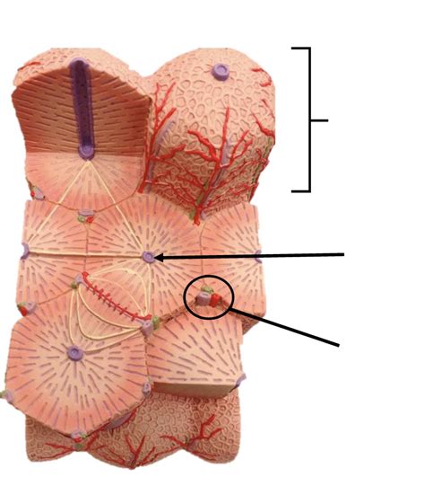 Digestive Lab Part 11 Diagram Quizlet