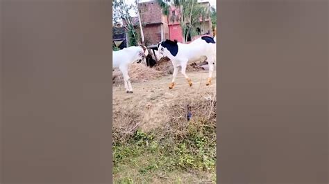 Mastan Khan Shortvideo Youtube