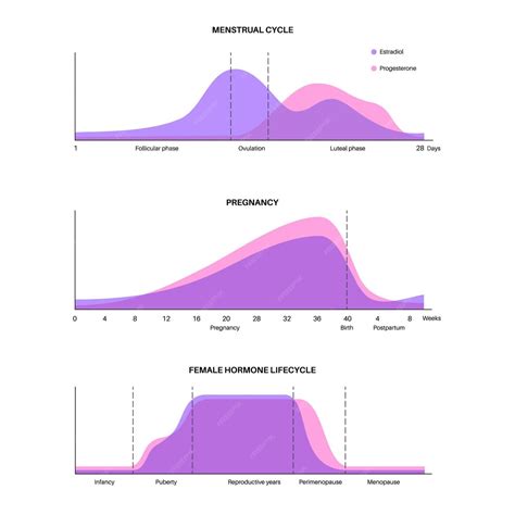Premium Vector Menstrual Cycle And Pregnancy Graphic Hormones In The Female Body Estradiol And