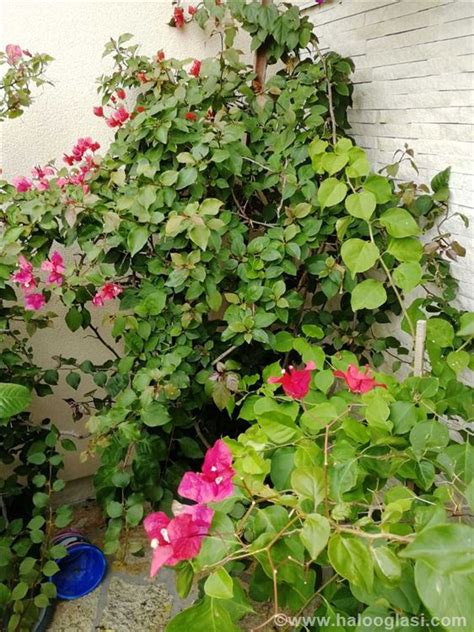 Bugenvilija Bougainvillea Halo Oglasi