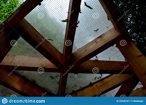 Terrace With Wooden Pergola And Plexiglass Roof Vines Are Straining C