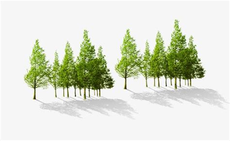 Three Trees Are Shown In The Snow One Is Green And The Other Is White