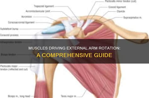 Muscles Driving External Arm Rotation A Comprehensive Guide Cyvigor
