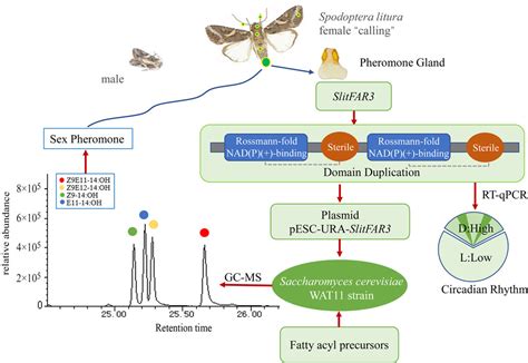 A Novel Domain‐duplicated Slitfar3 Gene Involved In Sex Pheromone Biosynthesis In Spodoptera