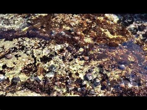 Monterey Bay Tide Pool Hermit Crabs Youtube