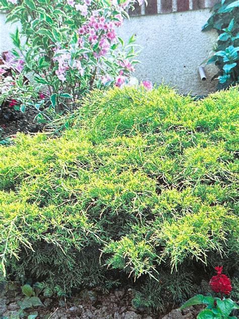 Gold Star Juniper Kool Breeze Farms