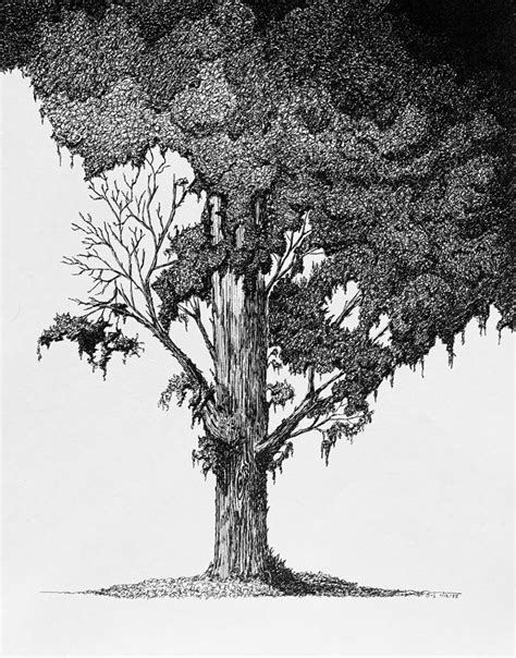 Tree Pen And Ink Etsy