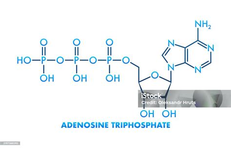 Adenosine Triphosphate Molecule Providing Energy To Cells Stock