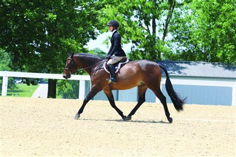Show Your Skills In Hunter Hack Young Rider Magazine