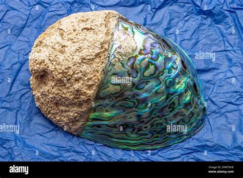 Dorsal View Of New Zealand Origin Paua Abalone Shell With A
