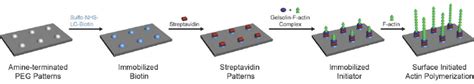 General Scheme For Surface Initiated Actin Polymerization On