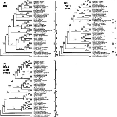 Single B And Strict Consensus A And C Trees Derived From Mp