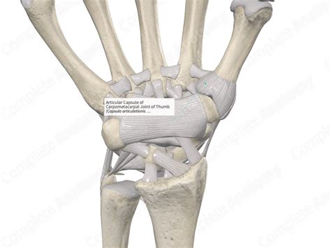 Articular Capsule Of Carpometacarpal Joint Of Thumb Complete Anatomy
