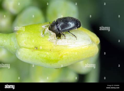 Brassicogethes Formerly Meligethes Aeneus Is An Abundant Pollen