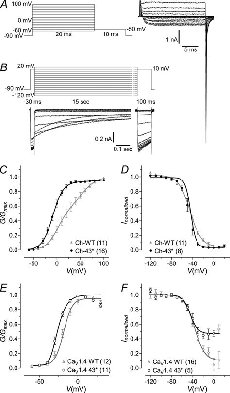 Activation And Steady State Inactivation Properties Of Wild Type And