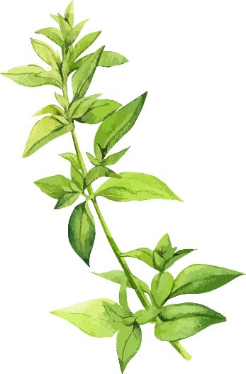 1 Classic Cooling Th Ioderm