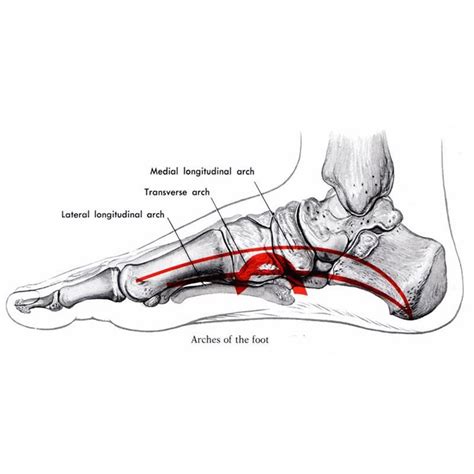 Physioosteobook Anterior View Of The Knee ⠀ Anterior View Of The Knee