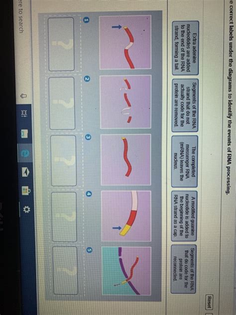 Solved Ne Correct Labels Under The Diagrams To Identify The