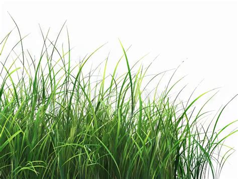 Grass Clipart Grass Clip Art Stock Image Image Of White Lush