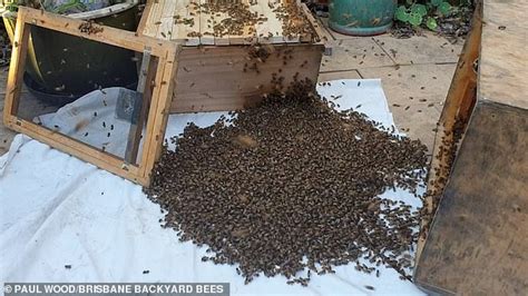 Homeowners Are Staggered To Find A Massive Hive Packed With More Than