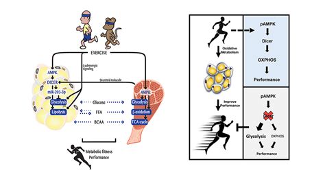 How Muscles And Fat Cells Work Together To Make You More Fit