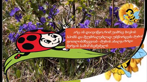 ჭიანჭველა და ფუტკარი Youtube