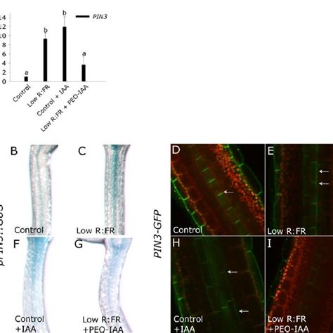 Low R FR Regulates PIN Expression And PIN3 GFP Localization In An Download Scientific Diagram