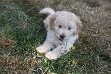 Daiseys Doodles Llc Flb Miniature Goldendoodles At 8 Weeks Old