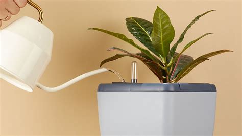 Основные характеристики и типы кашпо с автополивом Дом Wb Guru