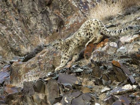 Tibet Wildlife Holiday Tibet Plateau Mammals Responsible Travel