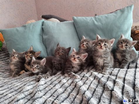 Купить Мейн-куна в Краснодаре цены на котят и кошек