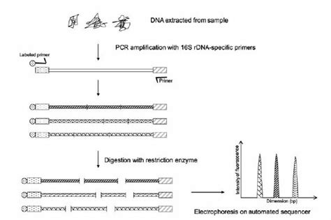 2 Schematic Representation Of T Rflp Technique From [varma And