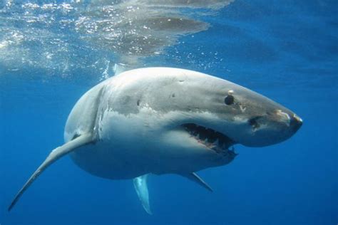 Jaws Locations Then And Now See Where Jaws Was Filmed Hgtv