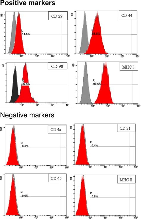 Isolation And Differentiation Of Adipose Derived Stem Cells From Porcine Subcutaneous Adipose