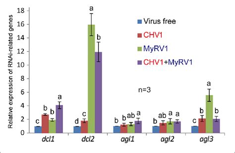 The Relative Transcript Expression Of Rna Silencing Related Genes In Download Scientific