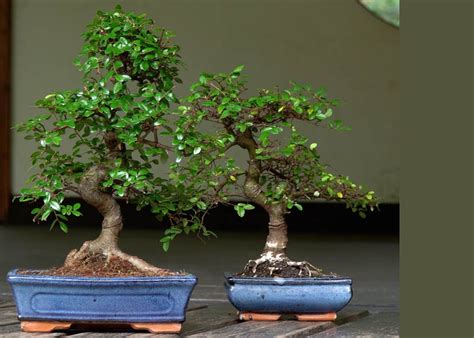 Care Guide For The Chinese Elm Bonsai Ulmus Bonsai Empire