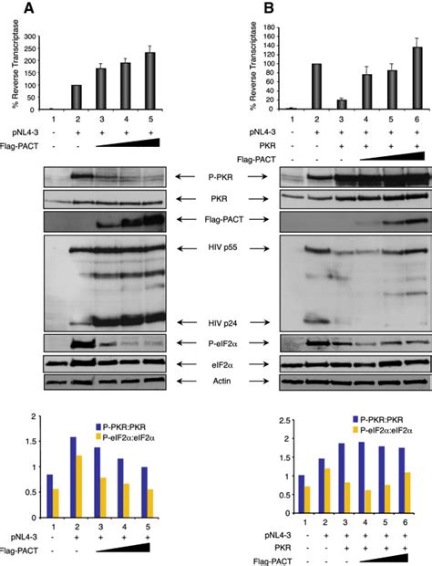 Pact Increases Hiv 1 Protein Expression And Virion Production In Hek