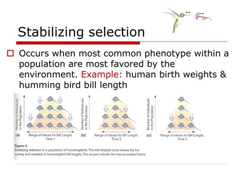 Ppt Population Genetics Powerpoint Presentation Free Download Id